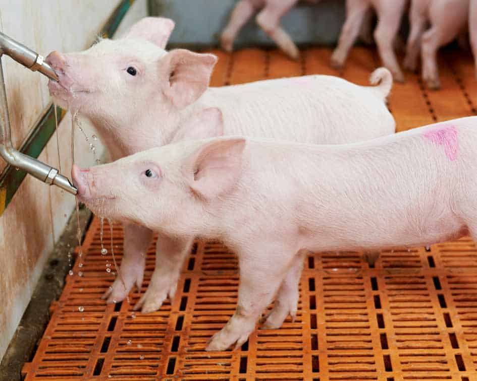 Máster en Producción de Cerdos - Escuela de Postgrado de Veterinaria Máster en Producción de Cerdos - Escuela de Postgrado de Veterinaria