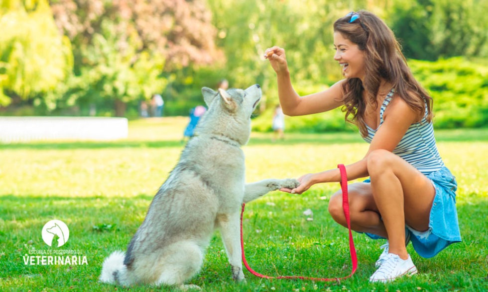 Educación canina: cómo aplicar el adiestramiento en positivo